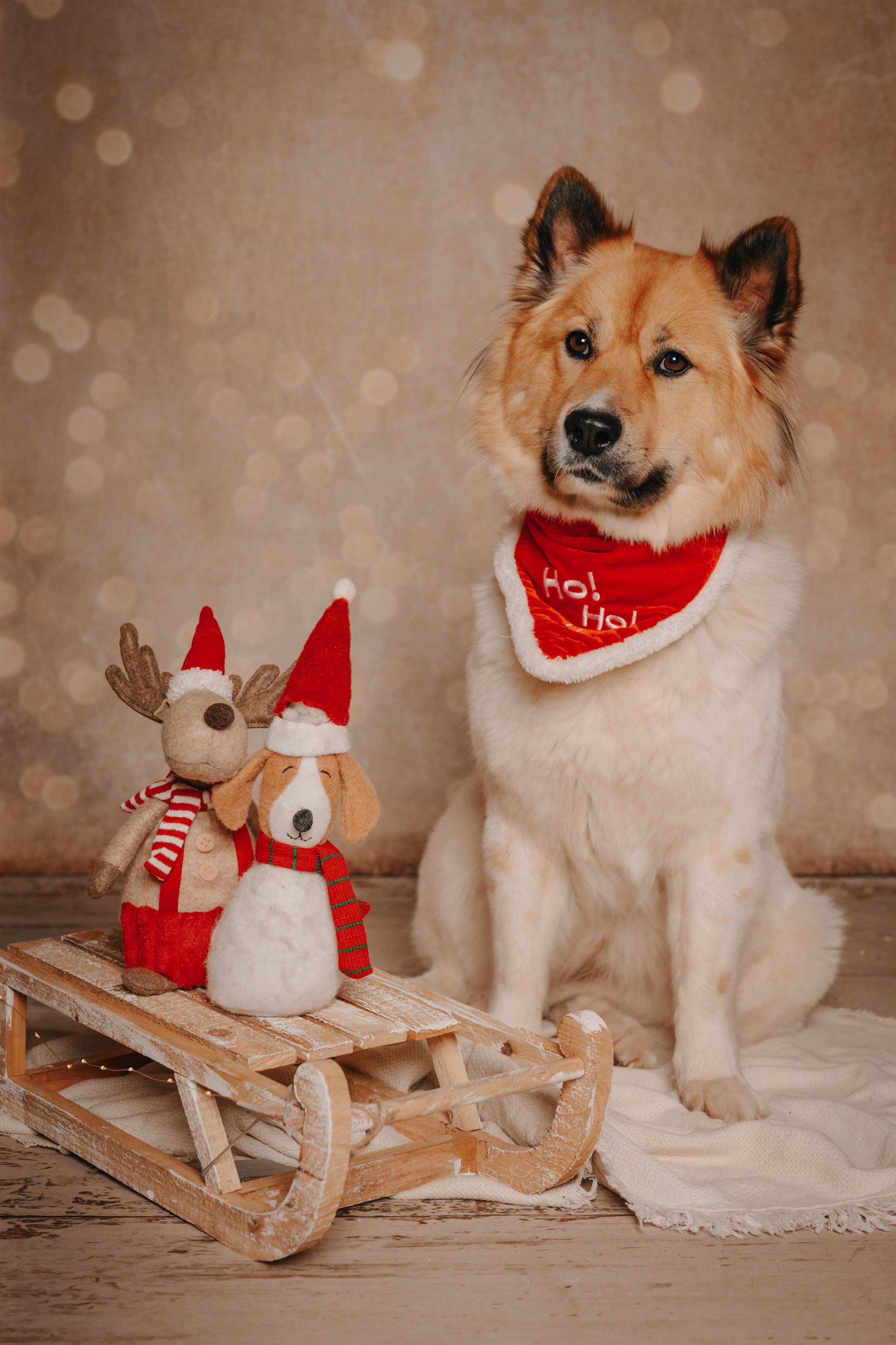 Live Pet Portraits mit Natalie Bayer-Neumann