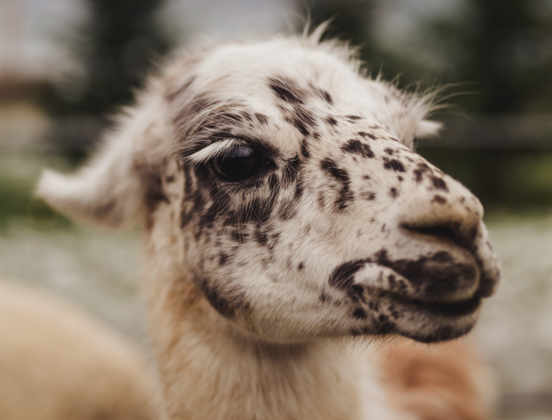Alpaca treks with Isabella Schuschu in Maria Wörth