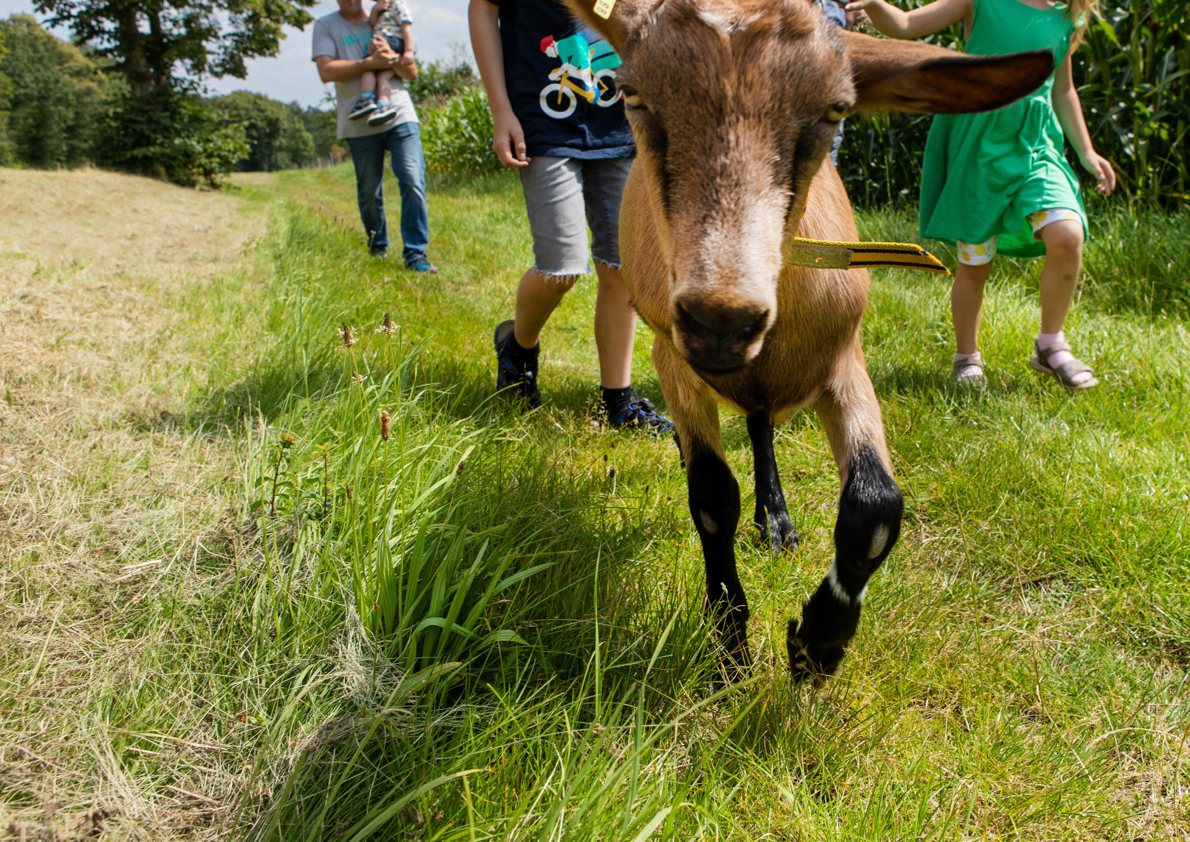 Ziegenwanderung - "Rund um den Vulkanhof in tierisch frecher Begleitung ...