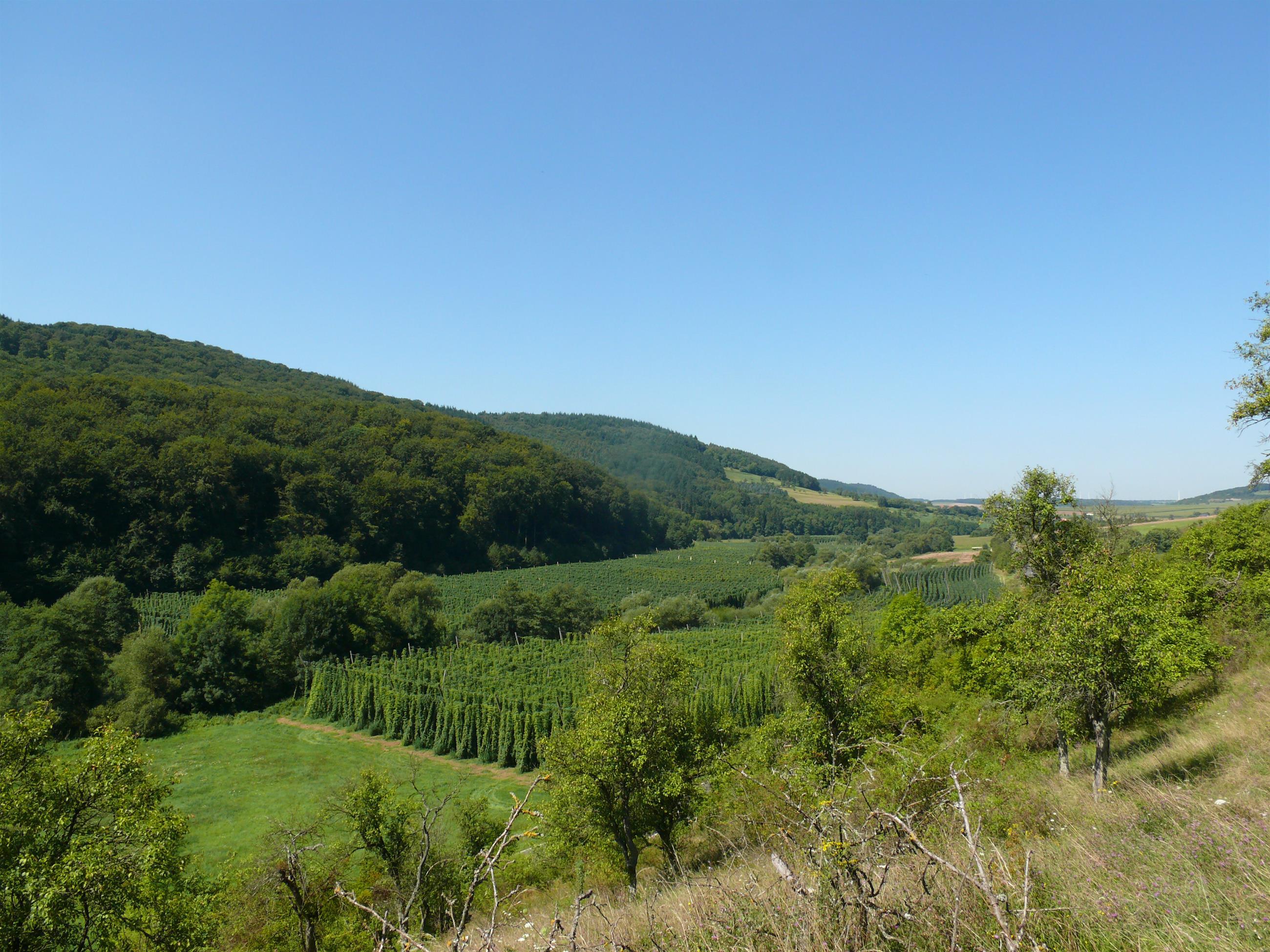 Hopfenanbau im Prümtal