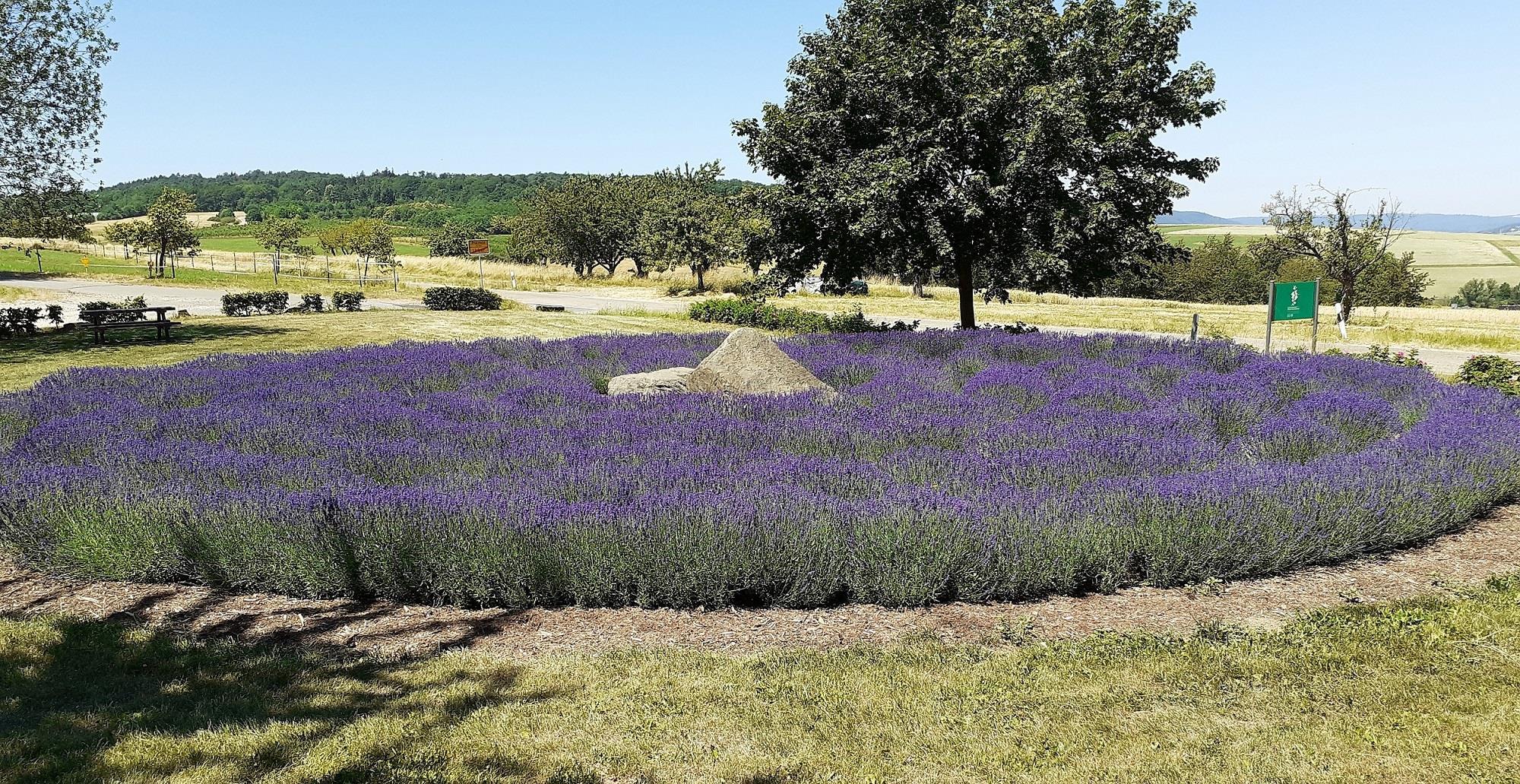 Lavendellabyrinth
