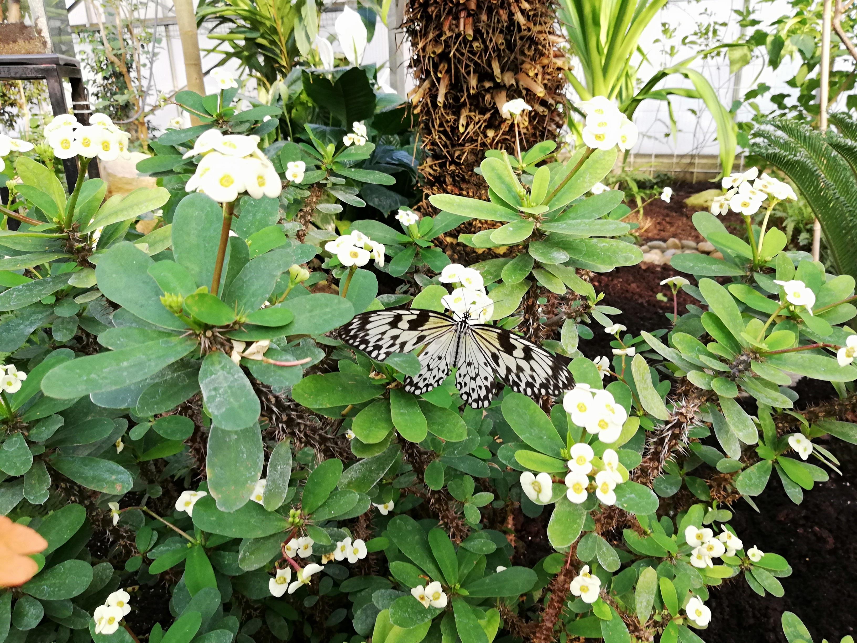 Butterfly Garden