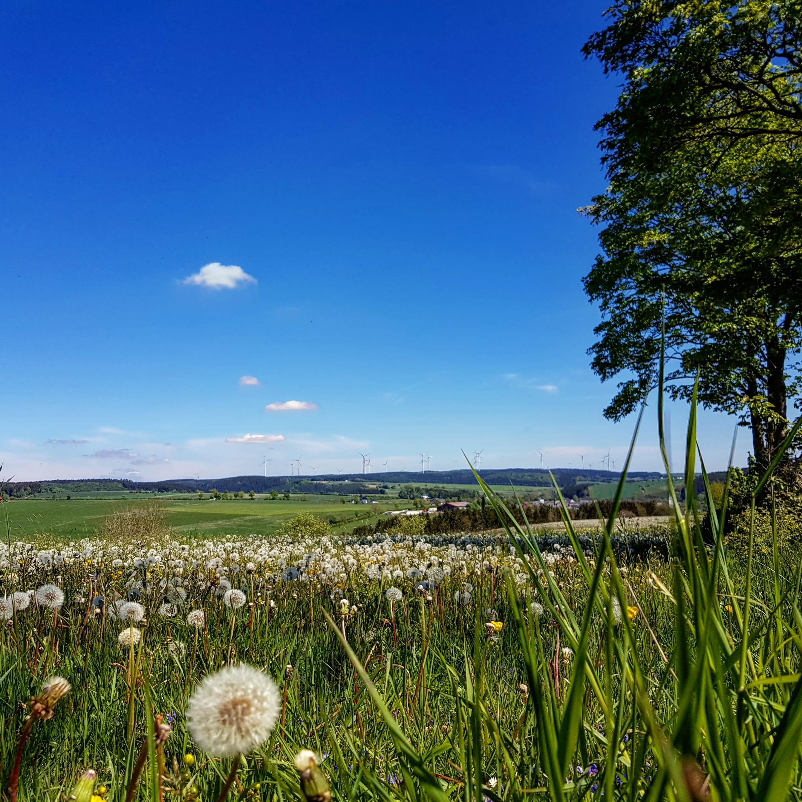 Restaurant Landhotel Feldmaus