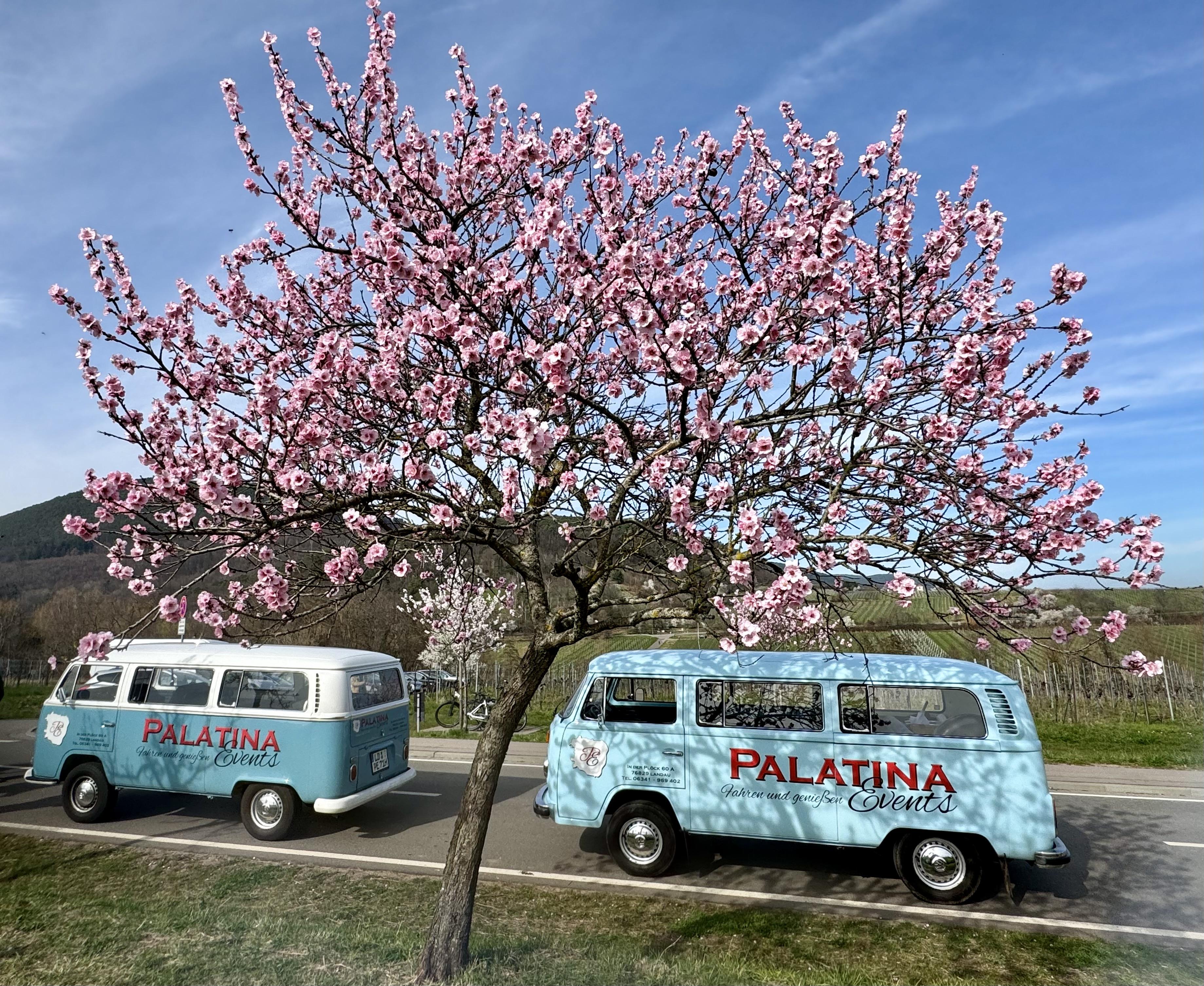 Weinstraßenfahrt im Oldtimerbulli 24.12.2025 · Landau in der Pfalz | Events