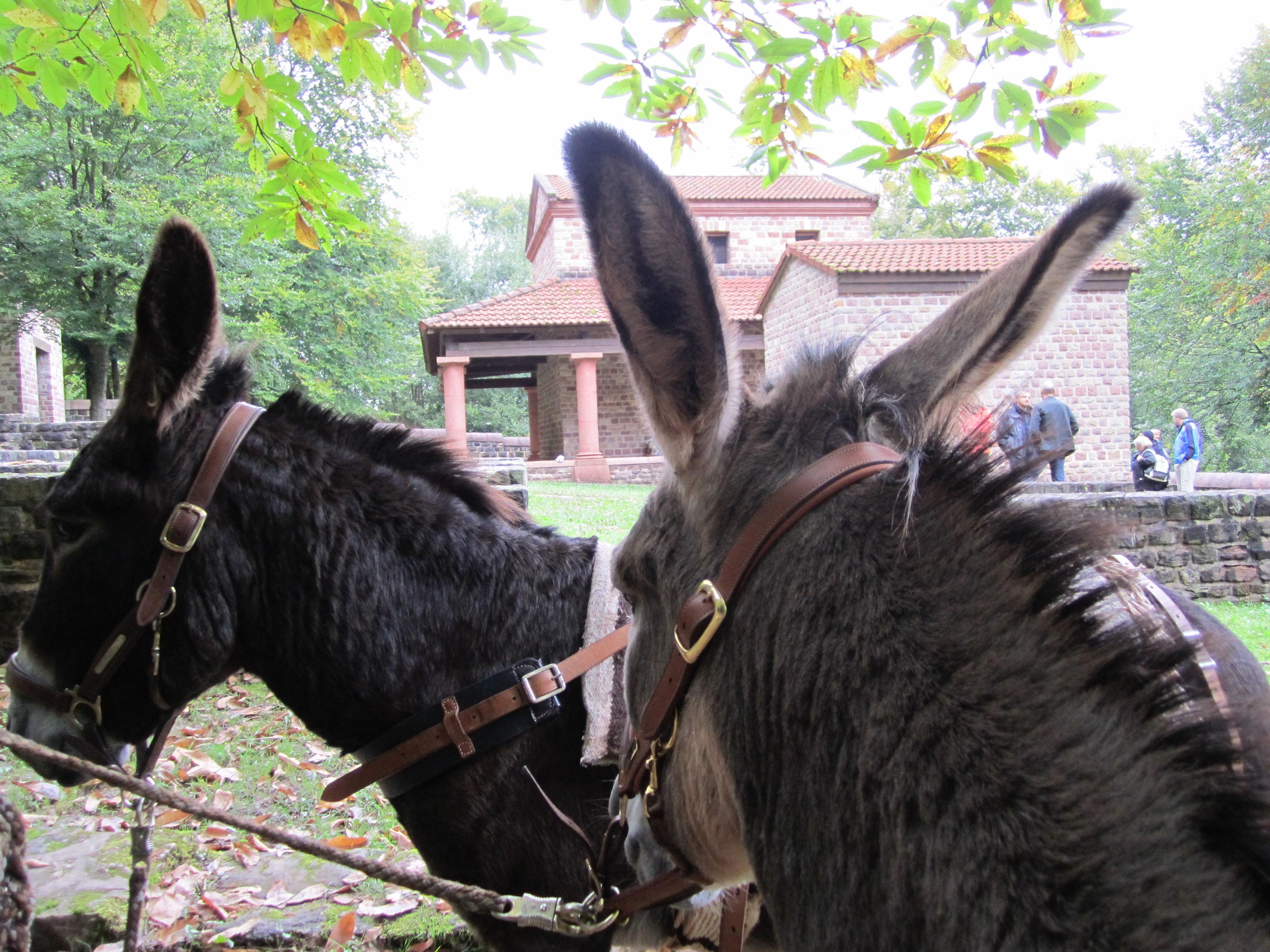 Mule packing in the highlands between Saar and Moselle